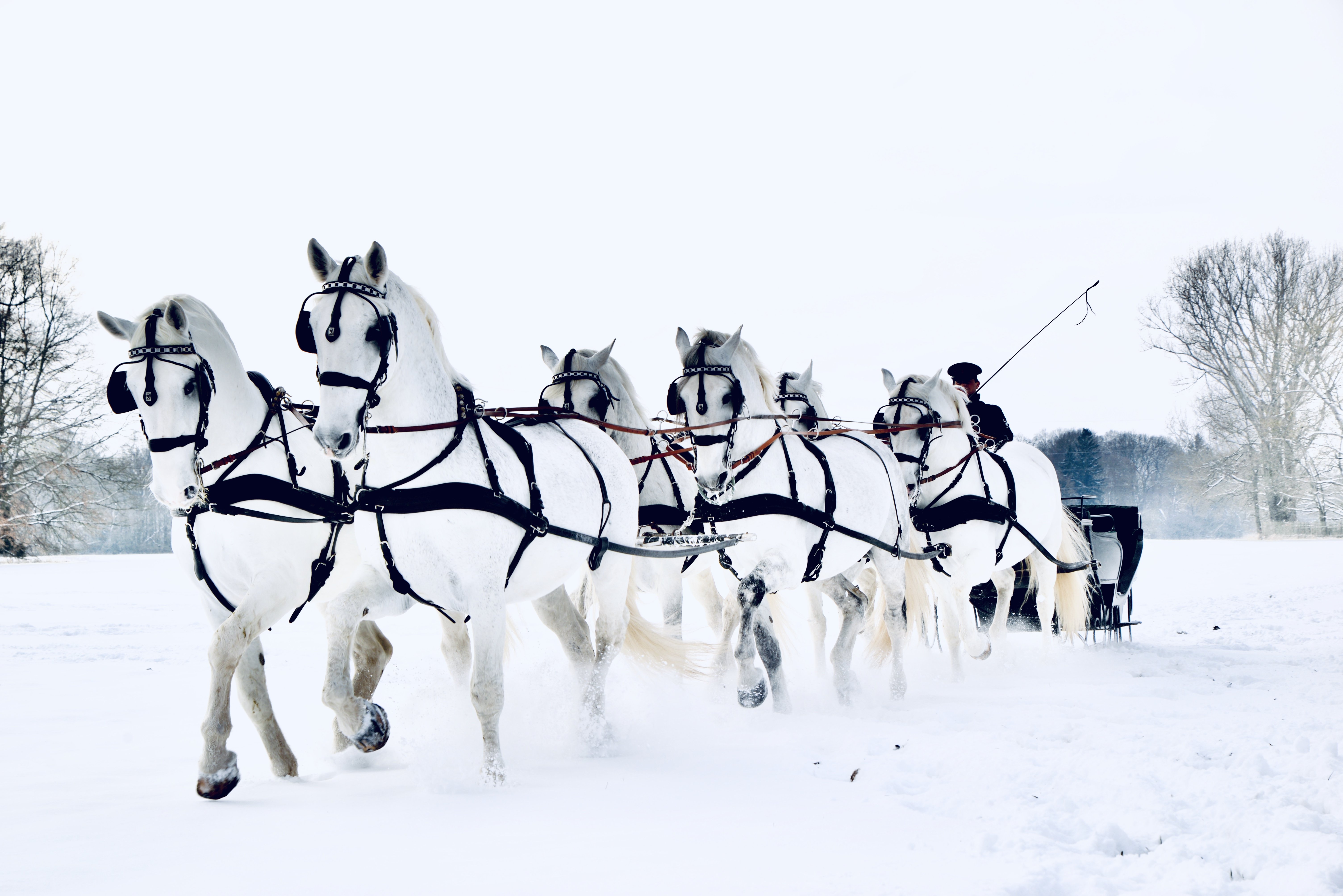 Národní hřebčín Kladruby nad Labem, s.p.o.