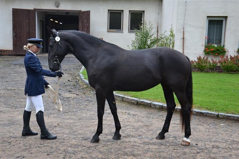 Kladruber mares' performance testing at the Kladruby nad Labem stud, 19 ...