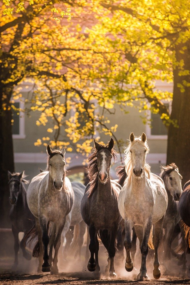 Národní hřebčín Kladruby nad Labem, s.p.o.