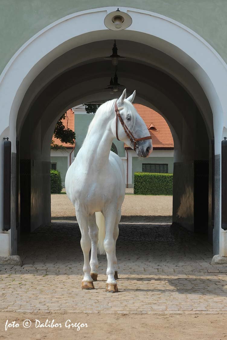 Národní hřebčín Kladruby nad Labem, s.p.o.