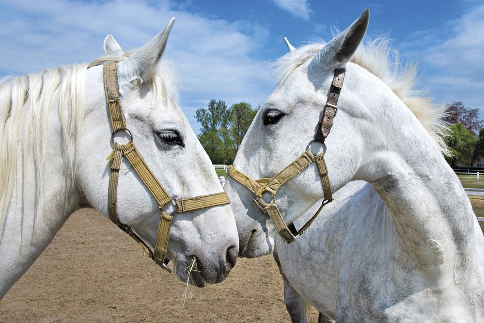Národní hřebčín Kladruby nad Labem, s.p.o.
