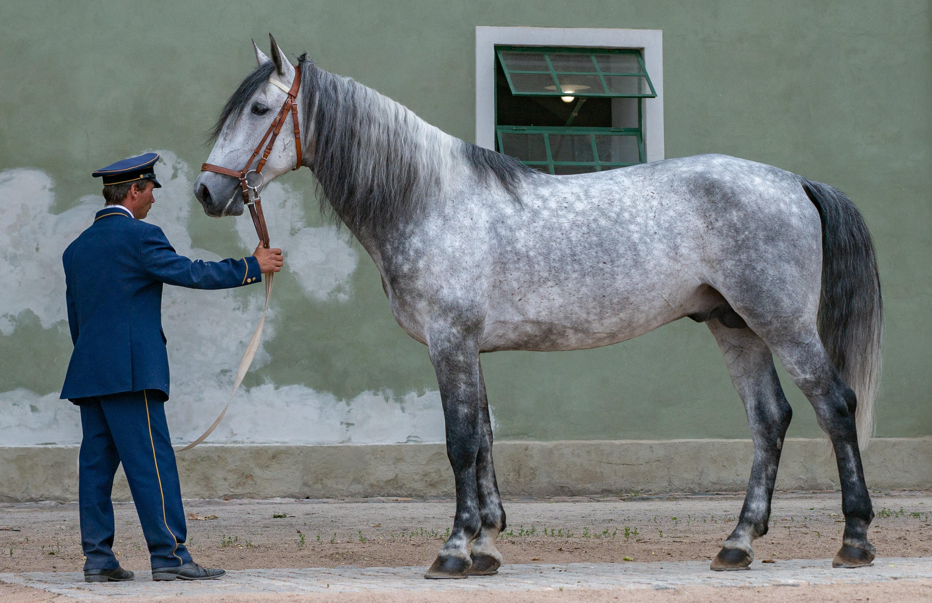 Sale of Horses - Stallions and Geldings - Kladruby nad Labem National Stud